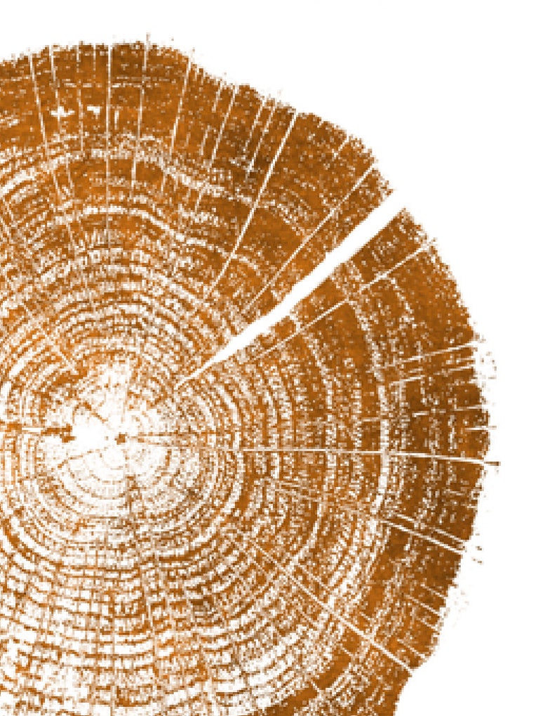 Tree Stump Tree Rings set of 4 20x20 inches log rings sepia | Etsy