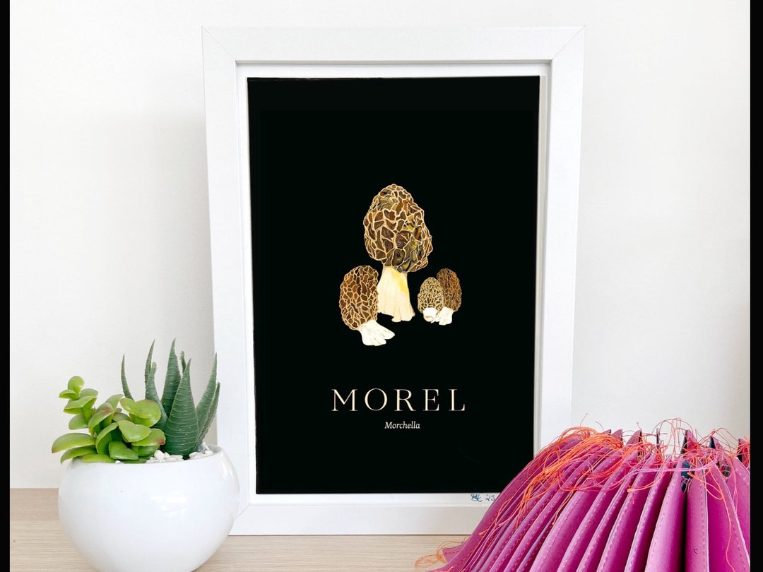 Morel Mushroom Fine Art Print - Etsy