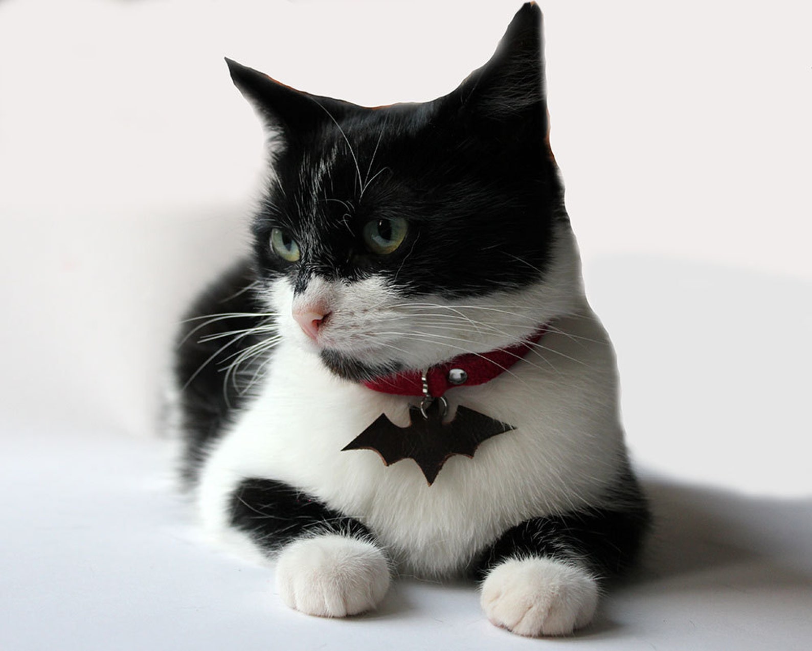 Leather Suede Cat Collar BAT Safety Elastic Safe Cat Collar - Etsy