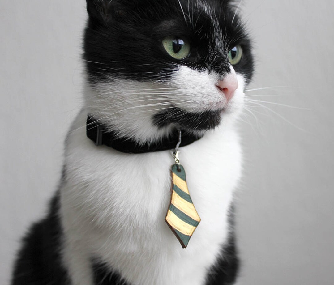 Black Velvet Cat Collar With Leather Bow Tie the Office Cat-green ...