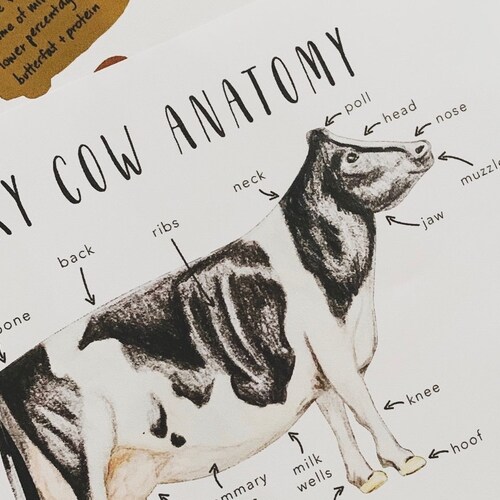 Cow Anatomy Homeschool Printables Homeschool Resources - Etsy
