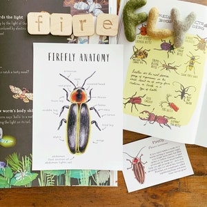 Firefly Anatomy Homeschool Printables Homeschool Resources Firefly ...
