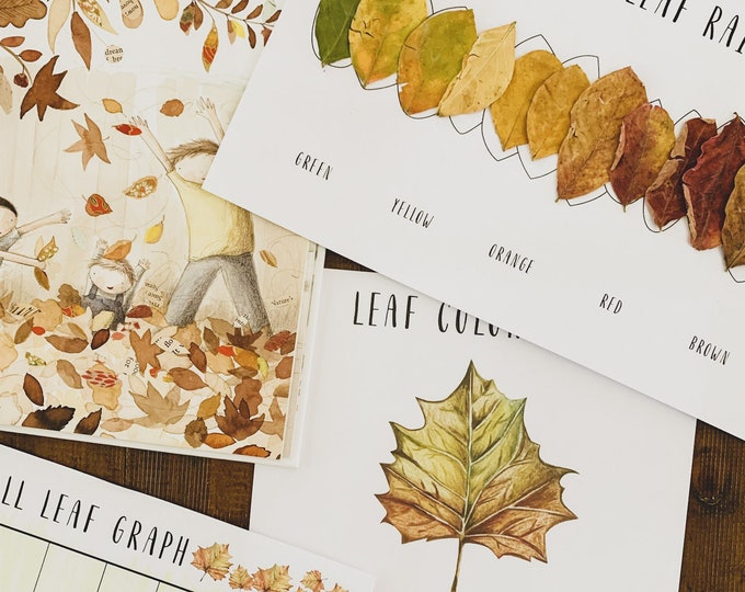 Fall Leaf Mini Unit Study | Educational Printables | Fall Leaf Anatomy ...