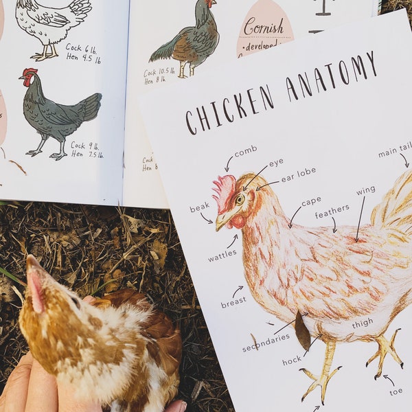 Animal Anatomy - Etsy