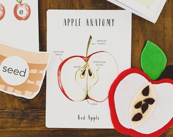 Apple Life Cycle Mini Book Apple Day Lesson Unit Apple - Etsy