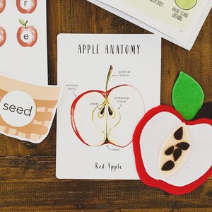 Apple Anatomy Fruit Anatomy Homeschool Printables Homeschool Resources ...