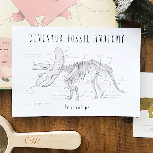 Dinosaur Fossil Anatomy Printables Homeschool Resources - Etsy