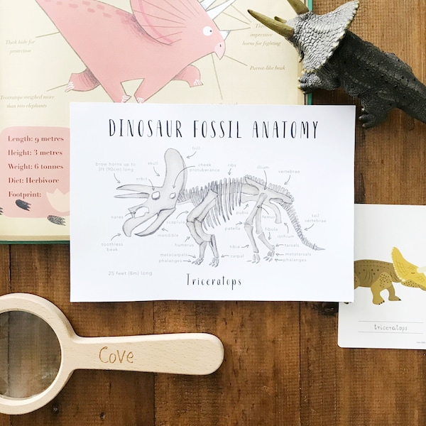 Dinosaur Fossil - Etsy