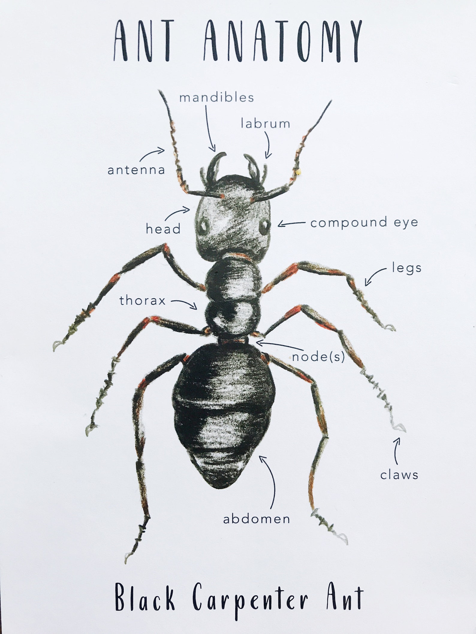 Ant Anatomy Homeschool Printables Homeschool Resources | Etsy