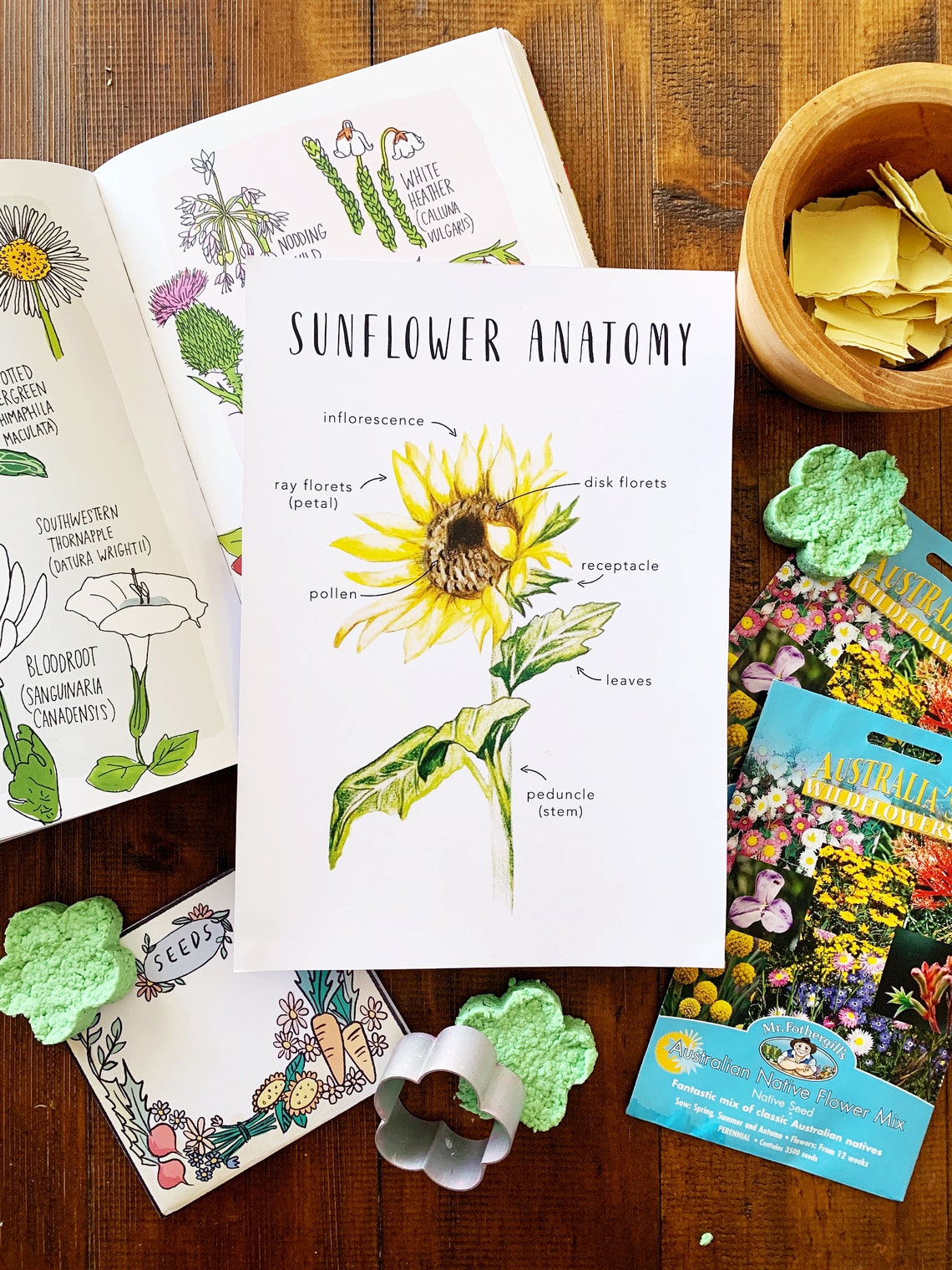 Sunflower Anatomy Printables Homeschool Resources Flower | Etsy