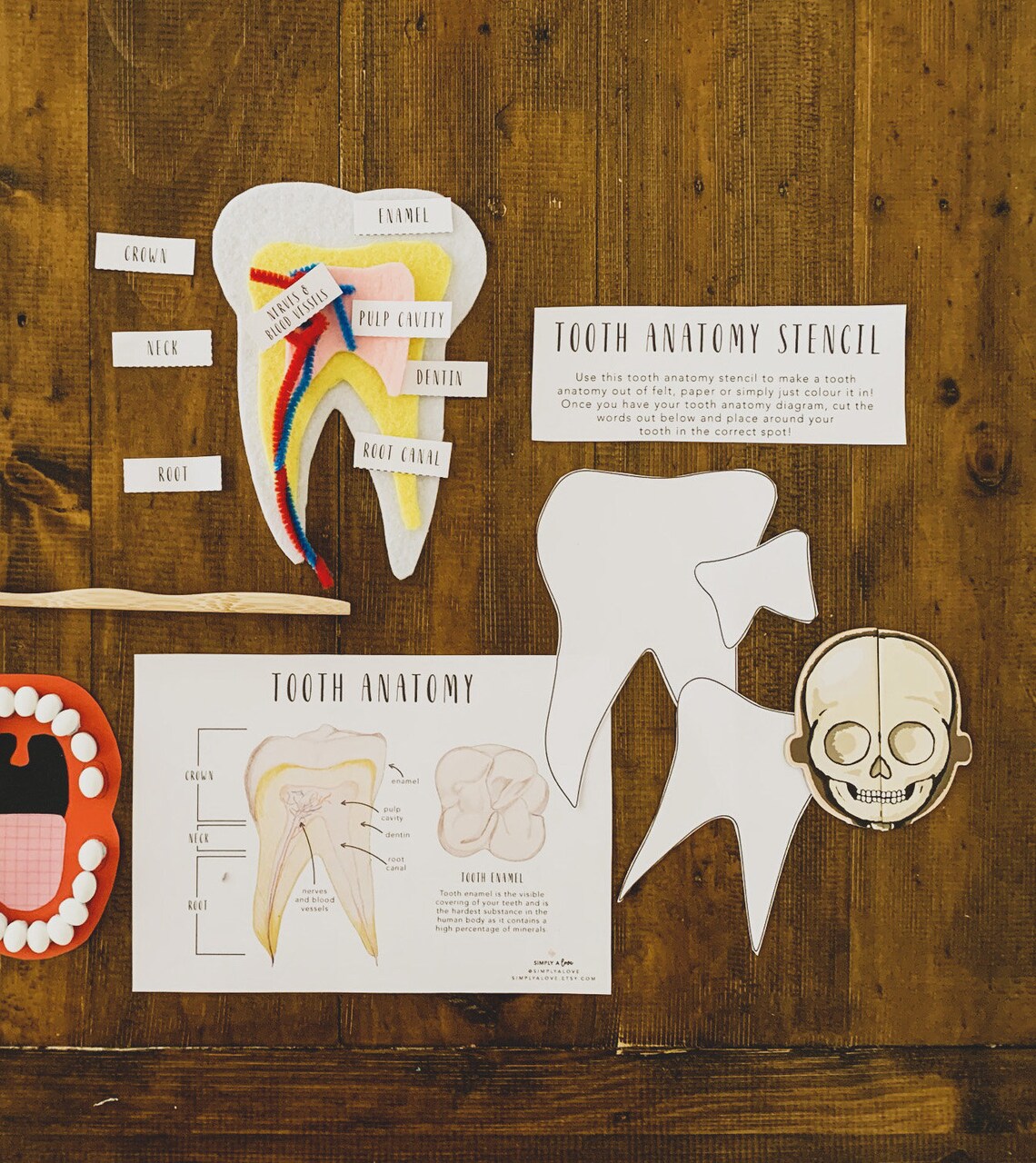 Tooth Anatomy Lesson Printables Homeschool Resources | Etsy Canada