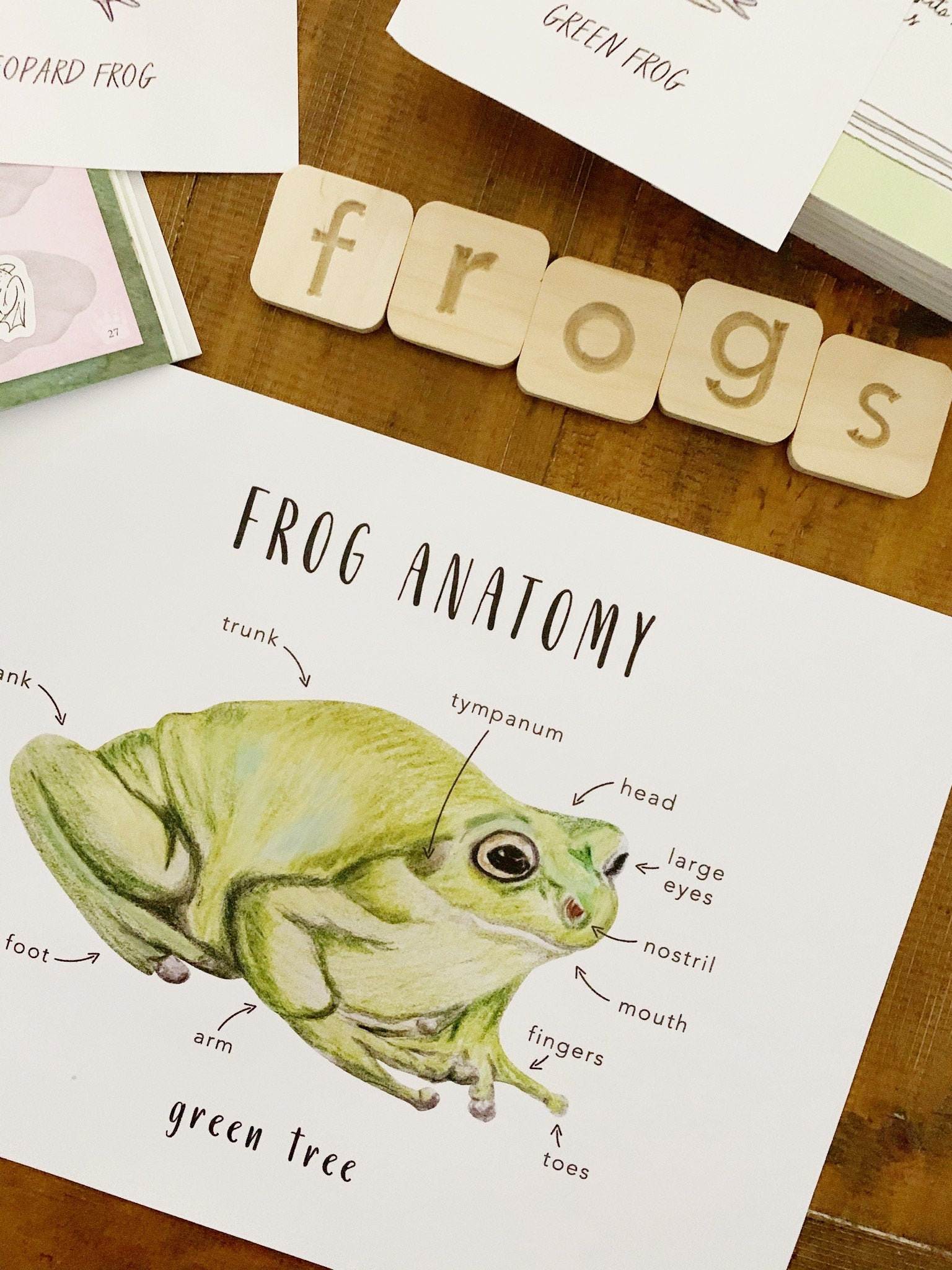 Frog Anatomy
