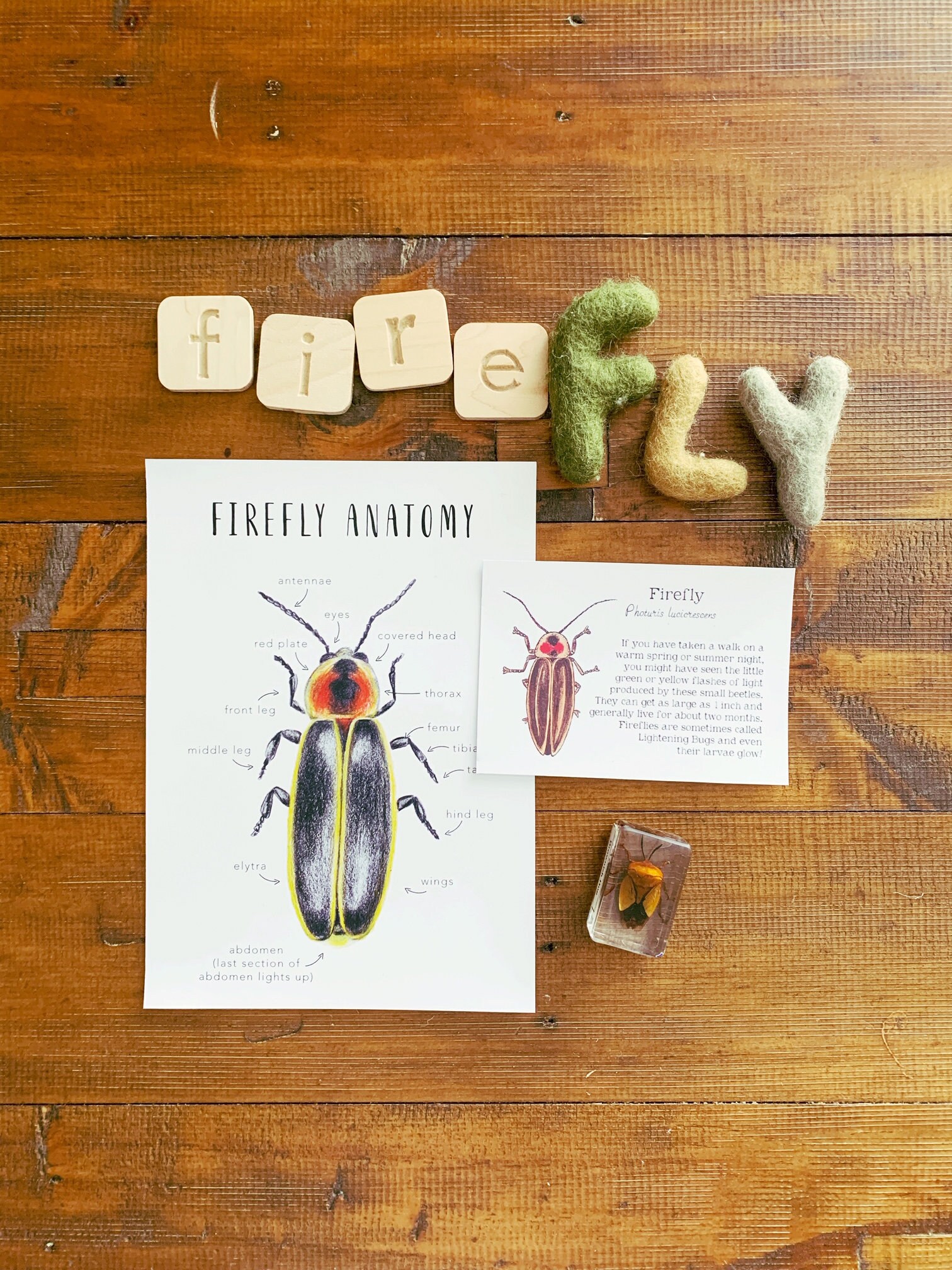 Firefly Anatomy Homeschool Printables Homeschool Resources - Etsy