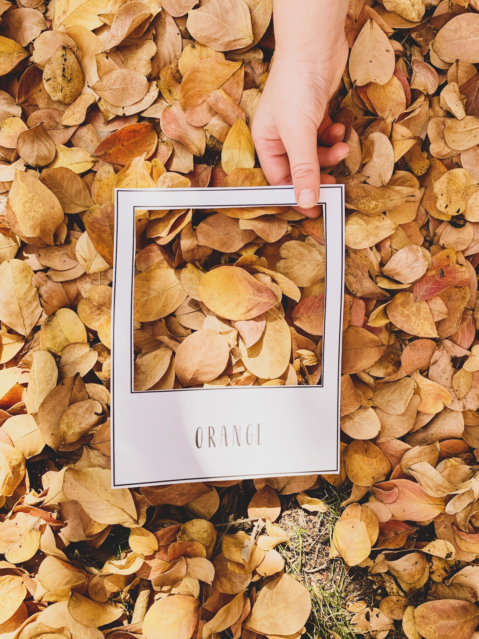 Fall Leaf Mini Unit Study Educational Printables Fall Leaf - Etsy