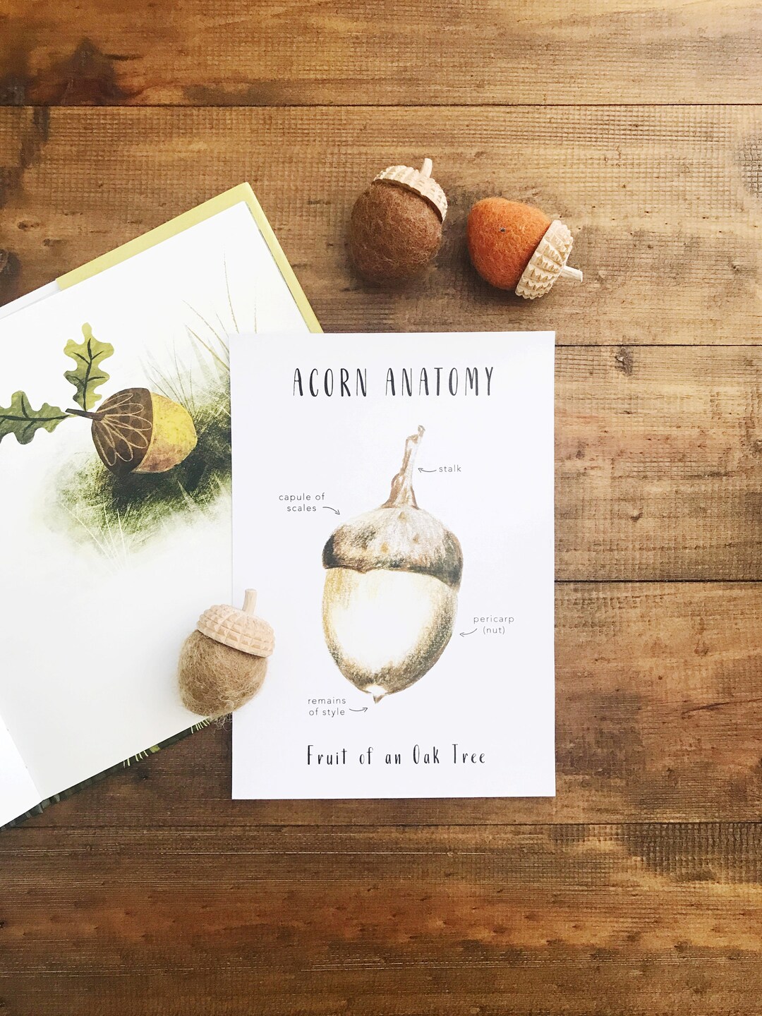 Acorn Anatomy | Printables | Homeschool Resources | Acorn | Montessori ...