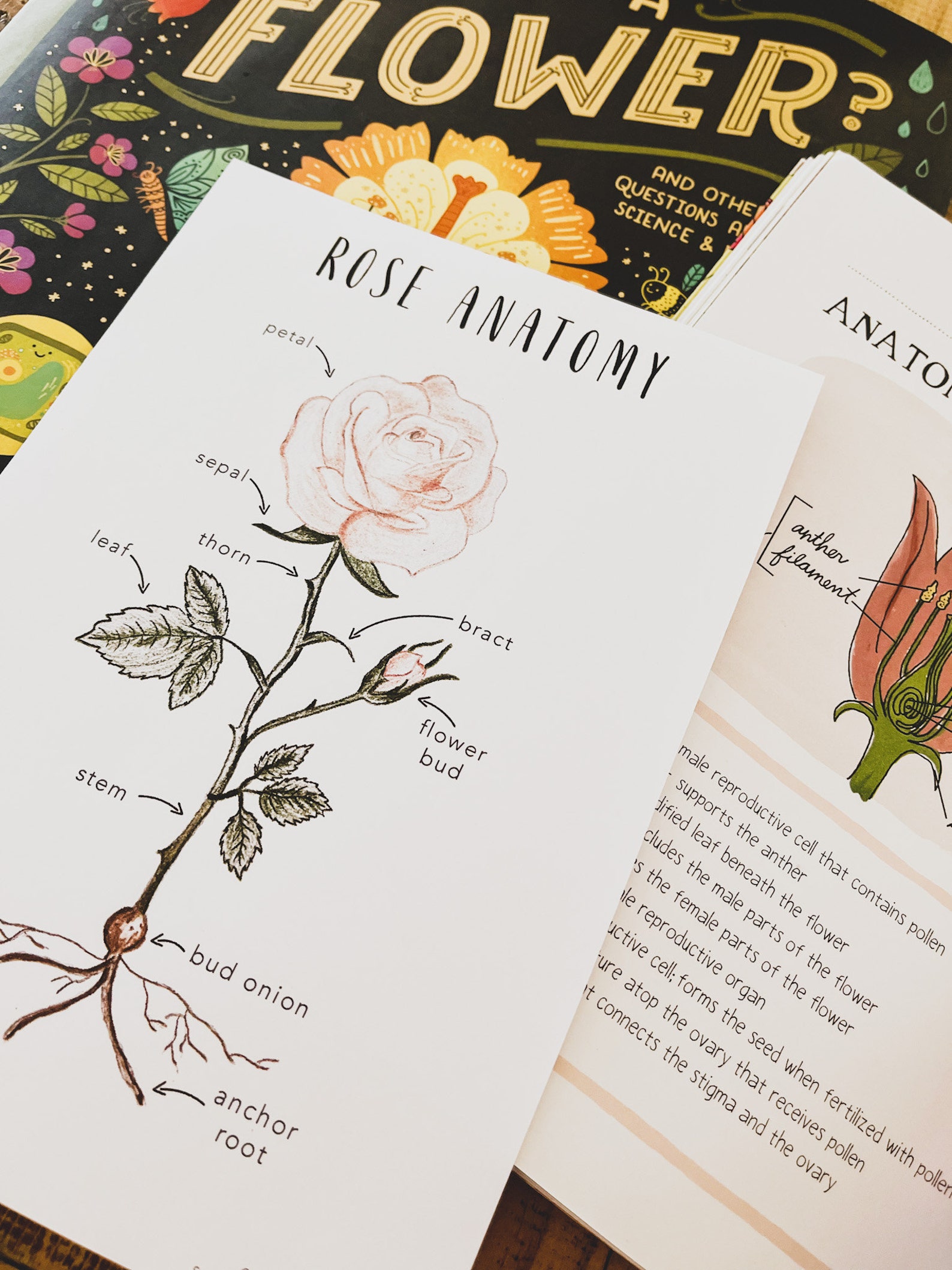 Rose Anatomy Flower Anatomy Homeschool Resources Printables - Etsy