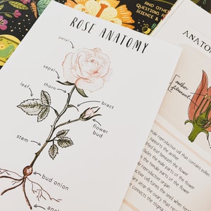Rose Anatomy | Flower Anatomy | Homeschool Resources | Printables - Etsy