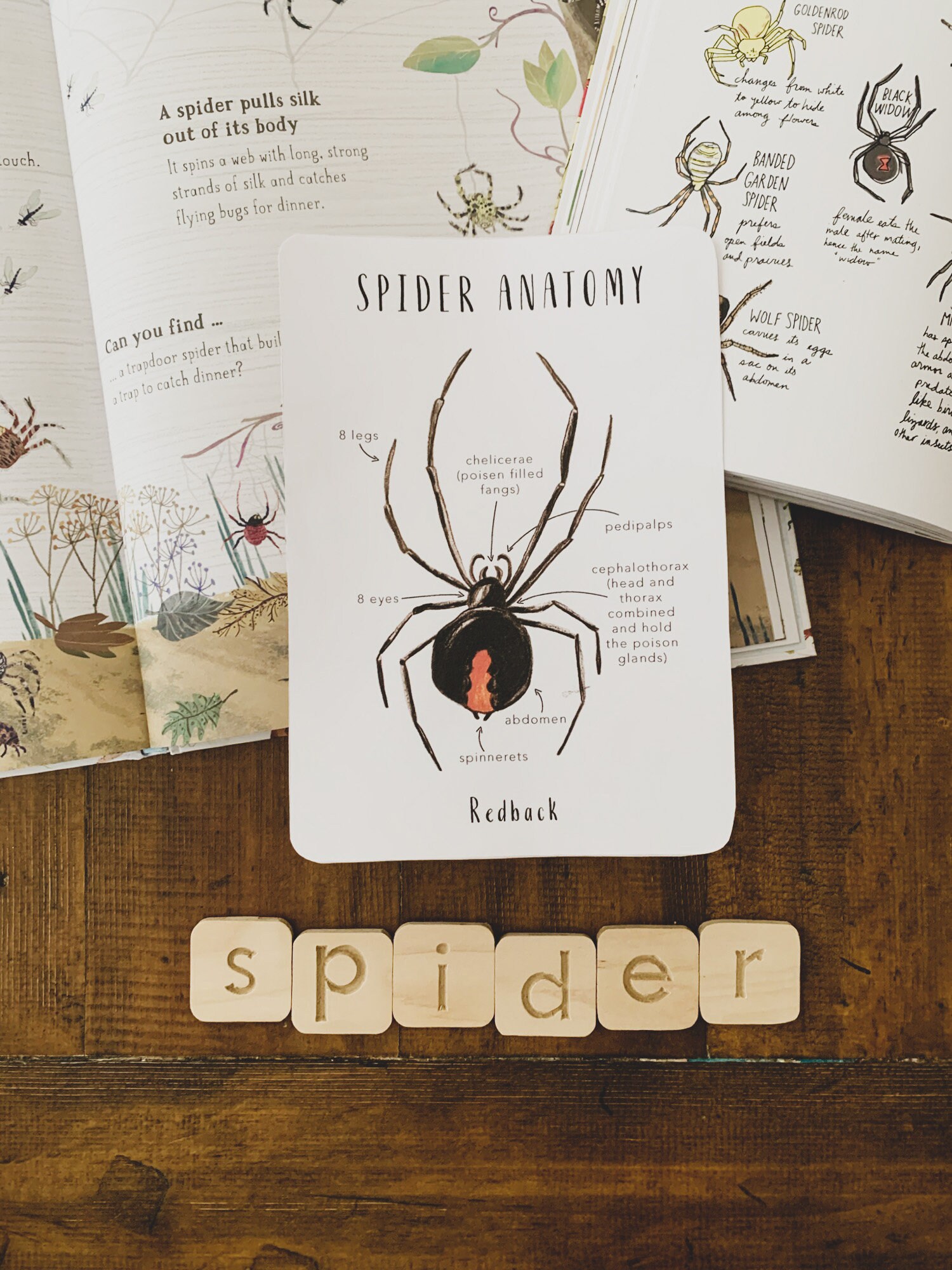 Spider Anatomy Homeschool Printables Homeschool Resources Spiders ...