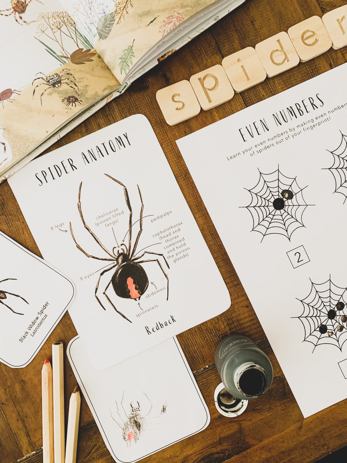 Spider Anatomy Homeschool Printables Homeschool Resources | Etsy