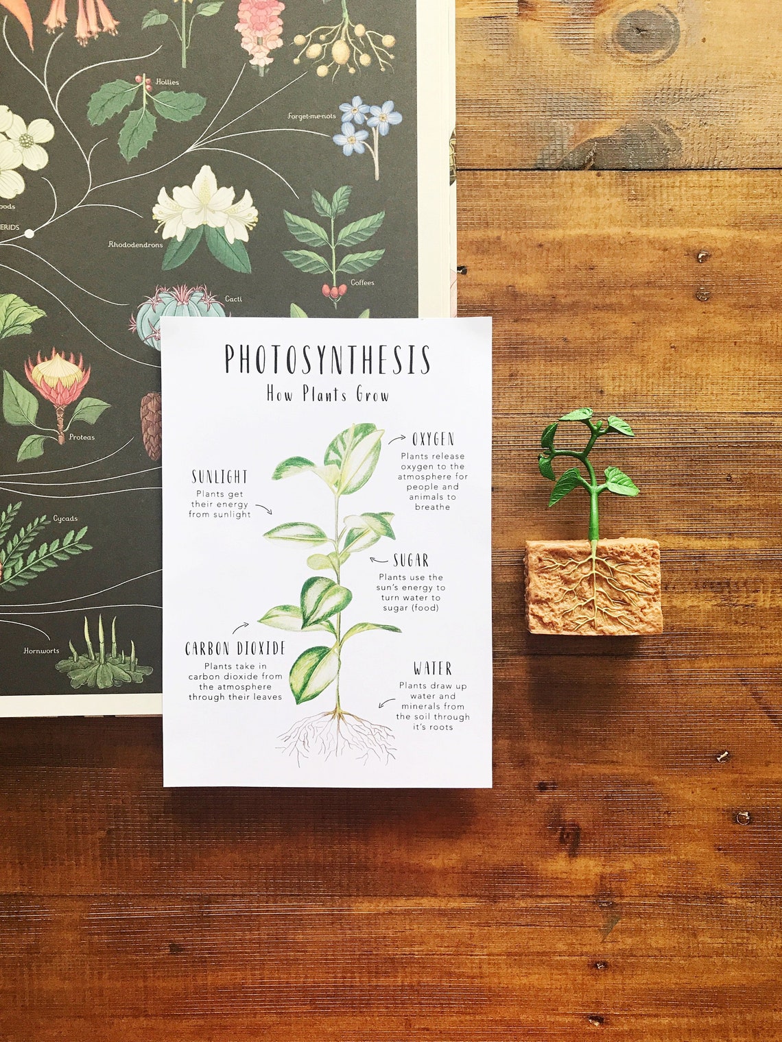 How Plants Grow Science Cards Homeschool Resources | Etsy