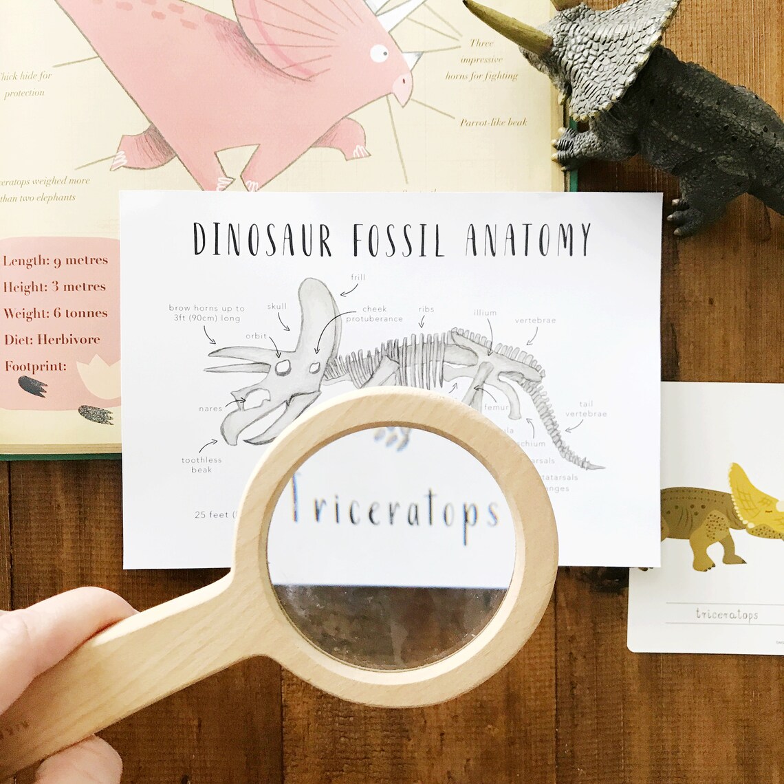 Dinosaur Fossil Anatomy Printables Homeschool Resources - Etsy