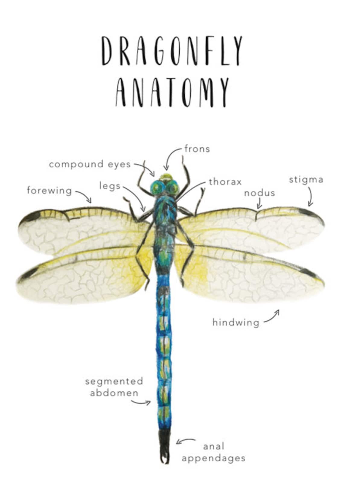 Dragonfly Anatomy Homeschool Printables Homeschool - Etsy Australia