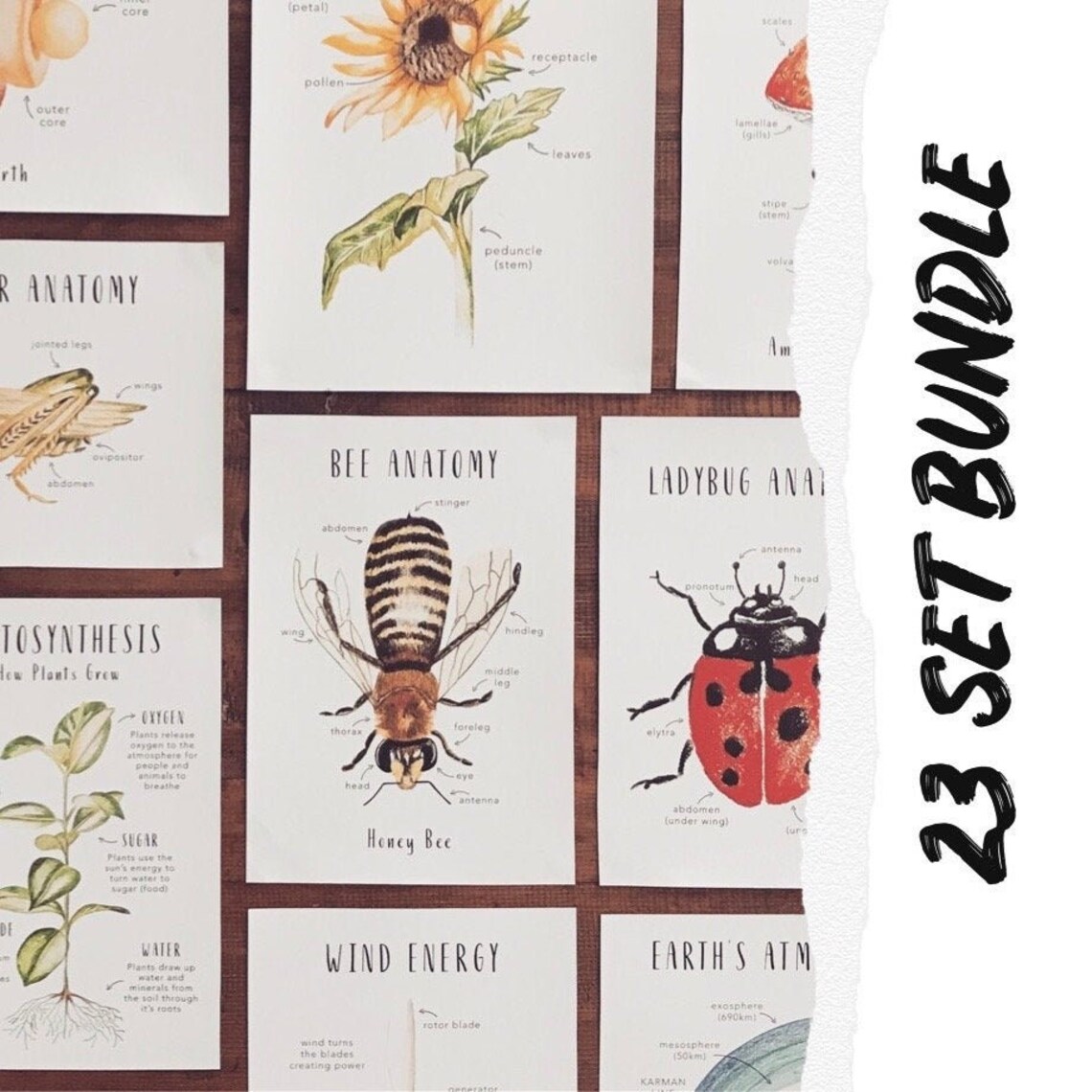 Homeschool Printables BUNDLE Homeschool Resources Animals | Etsy