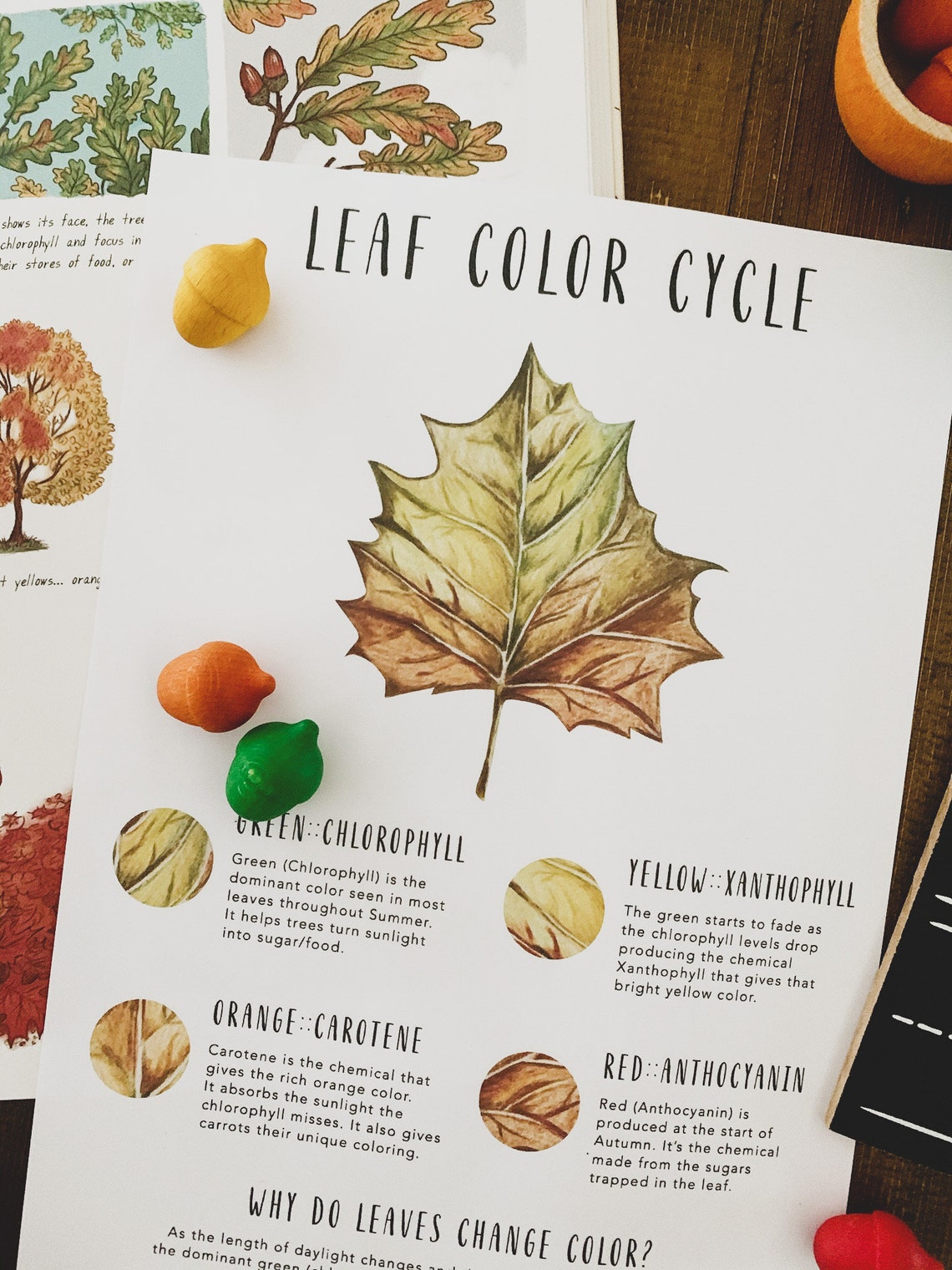 Fall Leaf Mini Unit Study Educational Printables Fall Leaf - Etsy