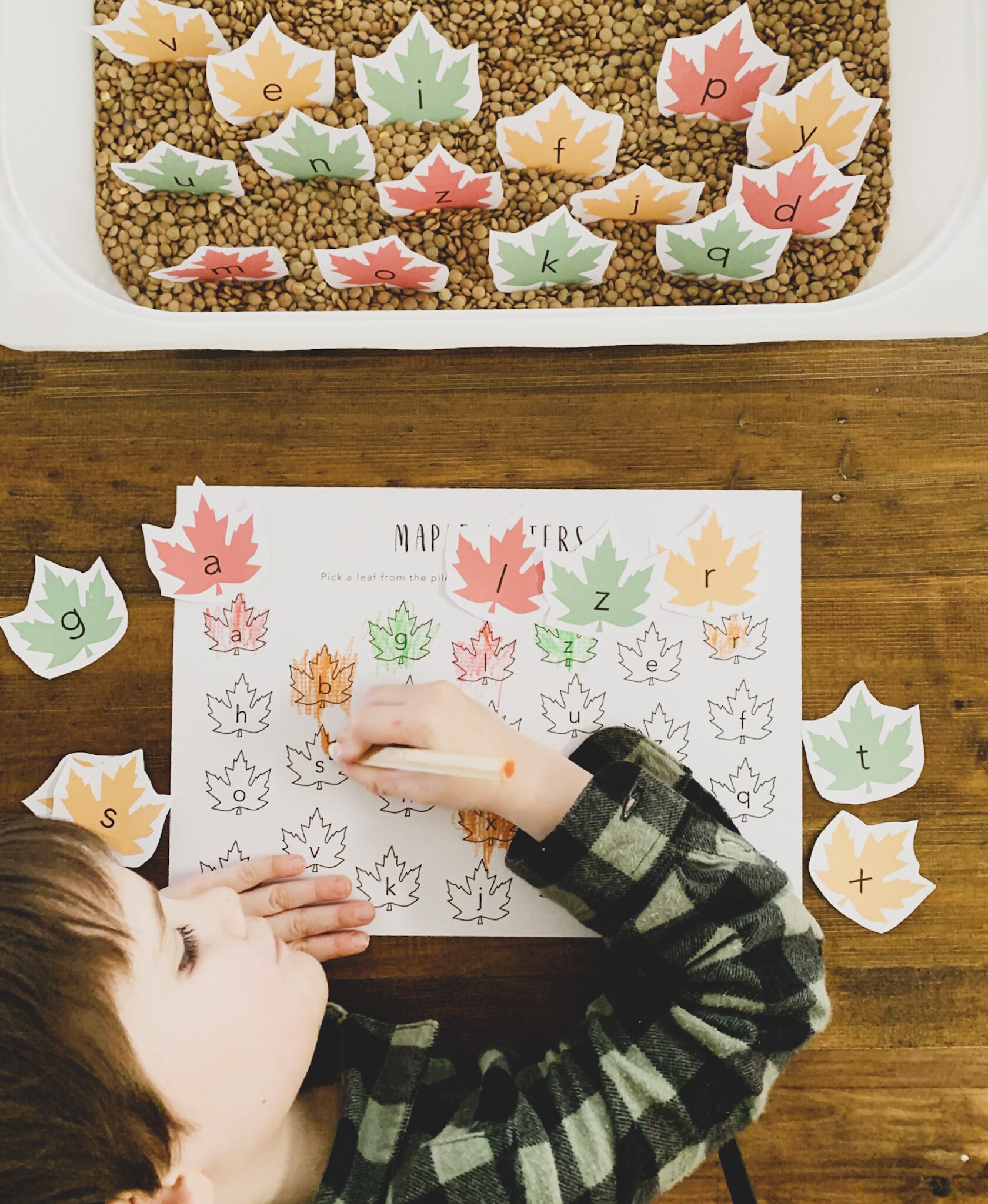 Maple Tree Printables Maple Tree Activities Homeschool - Etsy