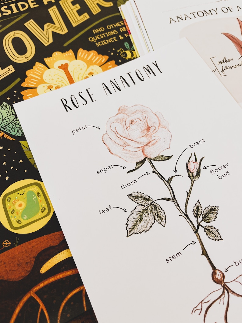 Rose Anatomy Flower Anatomy Homeschool Resources Printables - Etsy