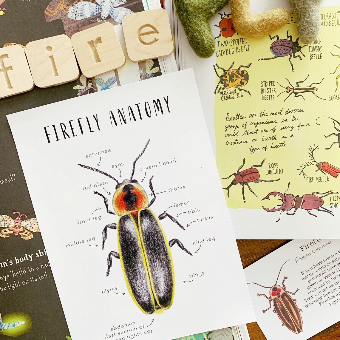 Firefly Anatomy Homeschool Printables Homeschool Resources - Etsy Australia