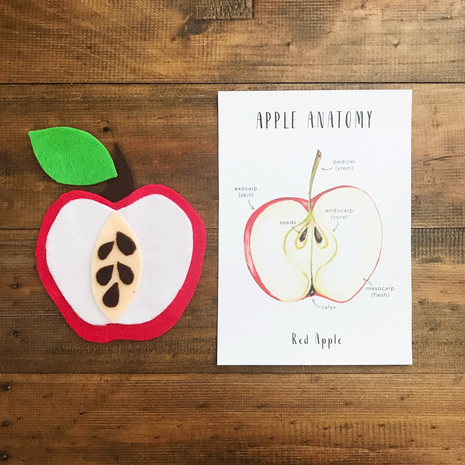 Apple Anatomy Fruit Anatomy Homeschool Printables - Etsy UK
