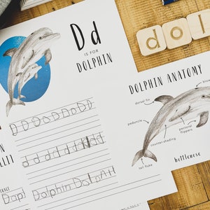 Dolphin Lesson | Printables | Dolphin Mini Unit Study | Homeschool ...