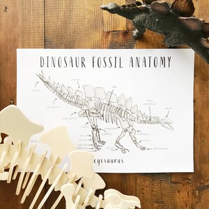 Dinosaur Fossil Anatomy | Printables | Homeschool Resources | Animal ...