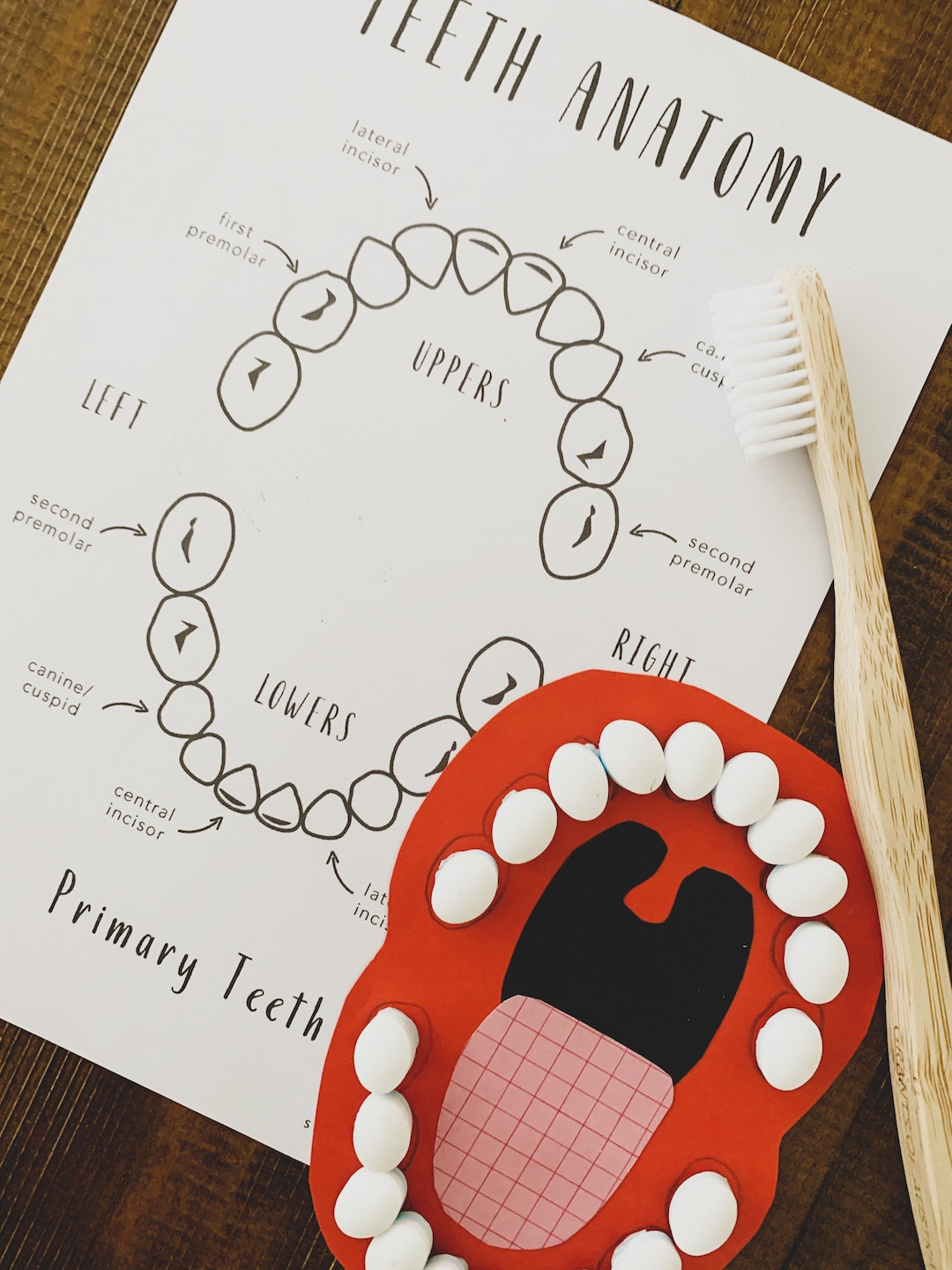 Teeth Anatomy Lesson Printables Homeschool Resources Teeth Montessori ...