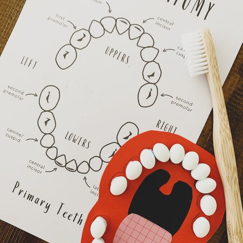 Tooth Anatomy Lesson Printables Homeschool Resources - Etsy