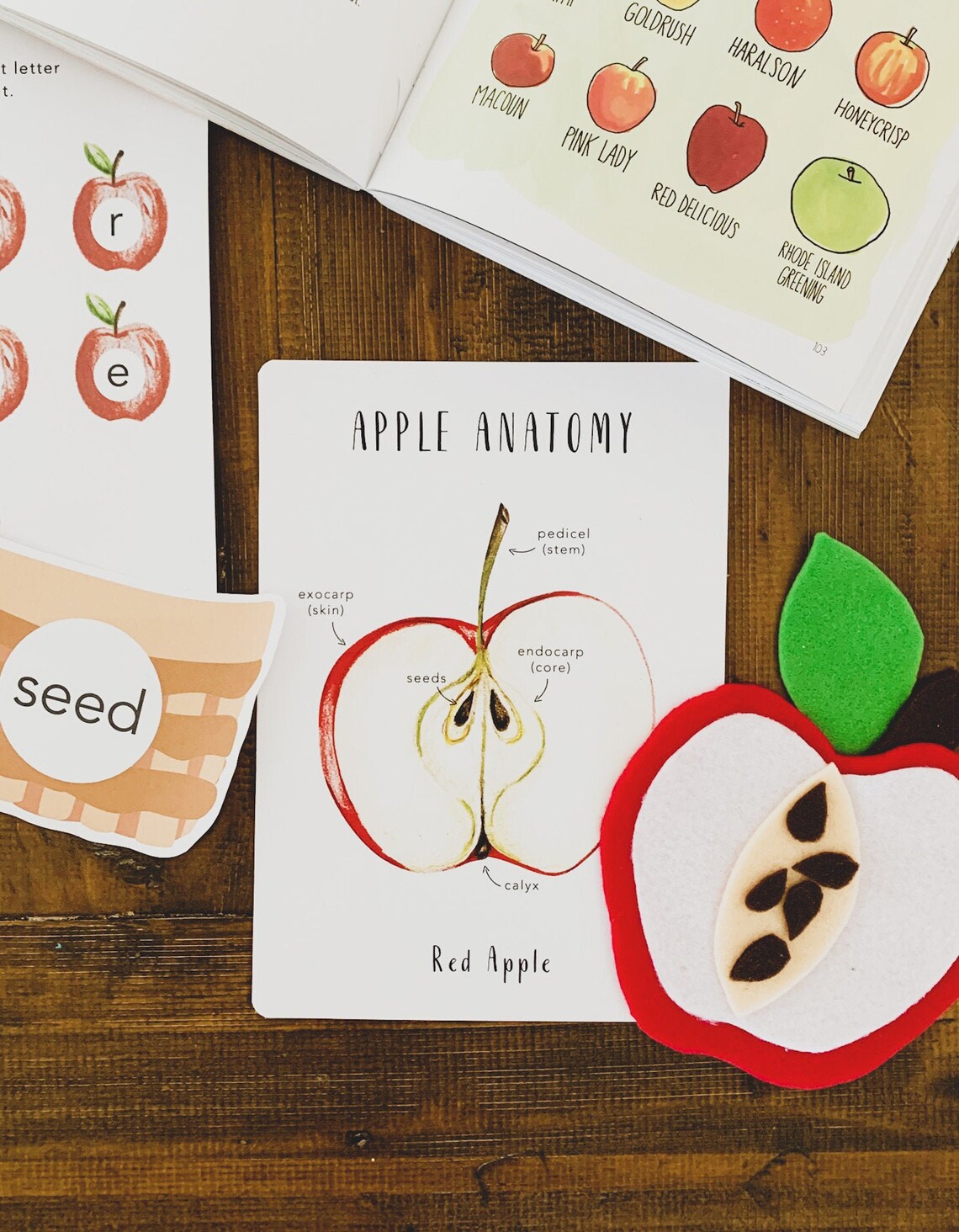 Apple Anatomy Fruit Anatomy Homeschool Printables - Etsy UK
