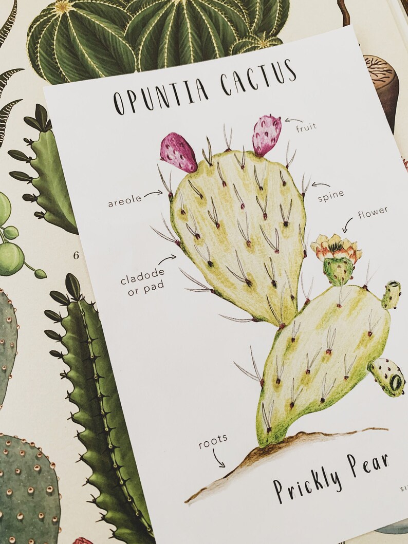 Cactus Anatomy | Science | Prickly Pear | Homeschool Resources ...