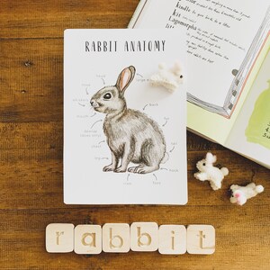 Rabbit Anatomy Homeschool Printables Homeschool Resources Rabbit ...