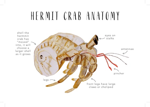 Crab Anatomy Science Worksheets Science Lessons Anatomy