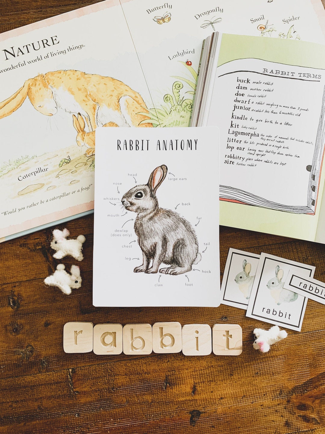 Rabbit Anatomy Homeschool Printables Homeschool Resources Rabbit ...