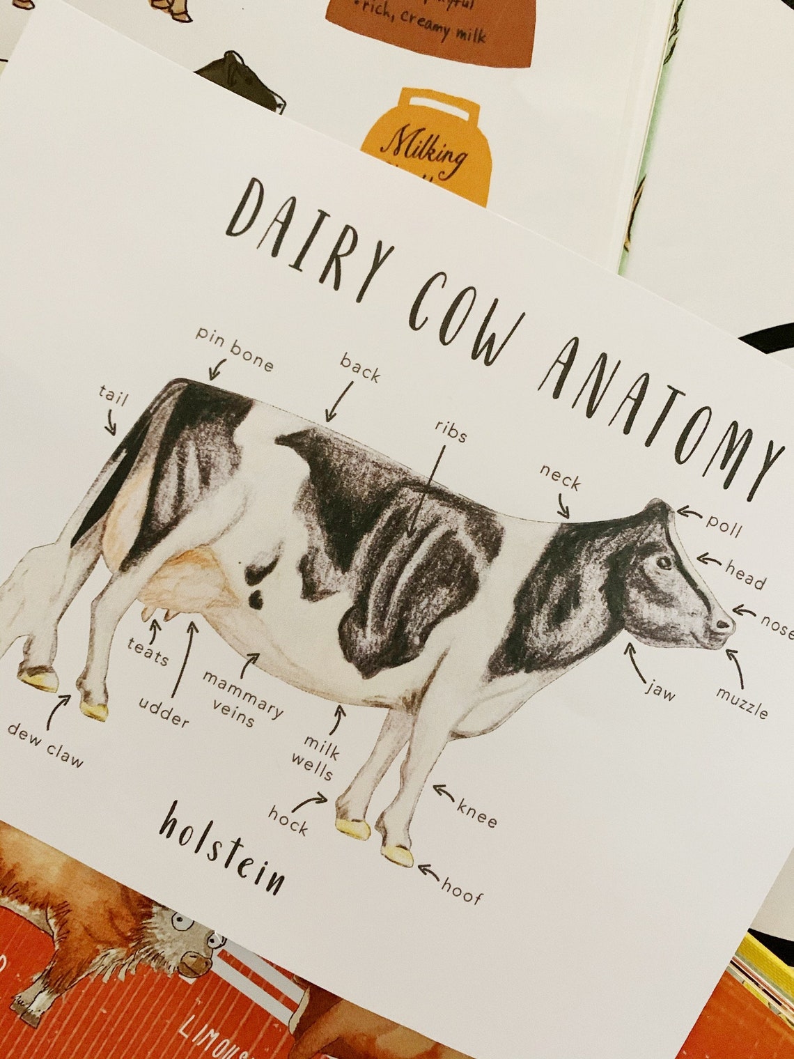 Cow Anatomy Homeschool Printables Homeschool Resources - Etsy