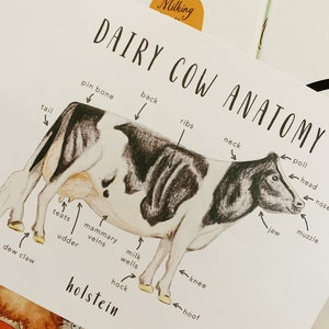 Cow Anatomy | Homeschool Printables | Homeschool Resources | Dairy Cow ...