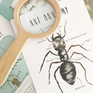 Ant Anatomy | Homeschool Printables | Homeschool Resources | Ant ...
