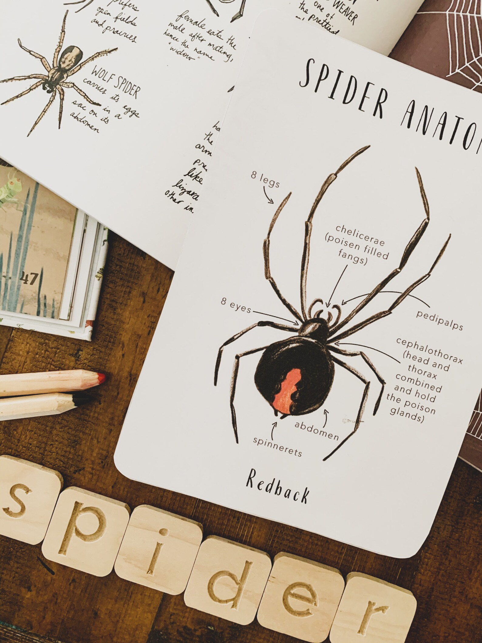 Spider Anatomy Homeschool Printables Homeschool Resources Spiders ...