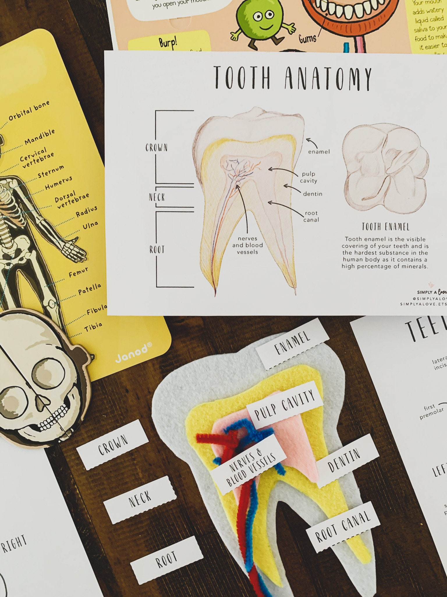 Tooth Anatomy Lesson Printables Homeschool Resources - Etsy Canada