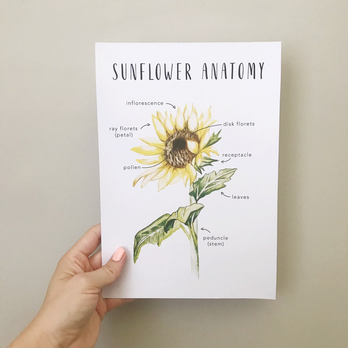 Sunflower Anatomy Printables Homeschool Resources Flower | Etsy