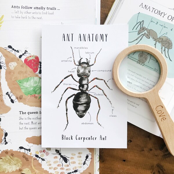 Montessori Ant - Etsy