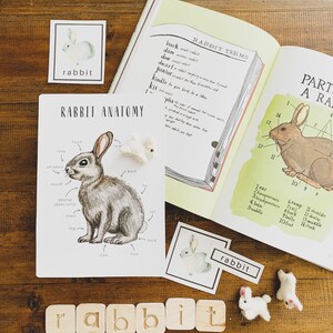 Rabbit Anatomy Homeschool Printables Homeschool Resources Rabbit ...