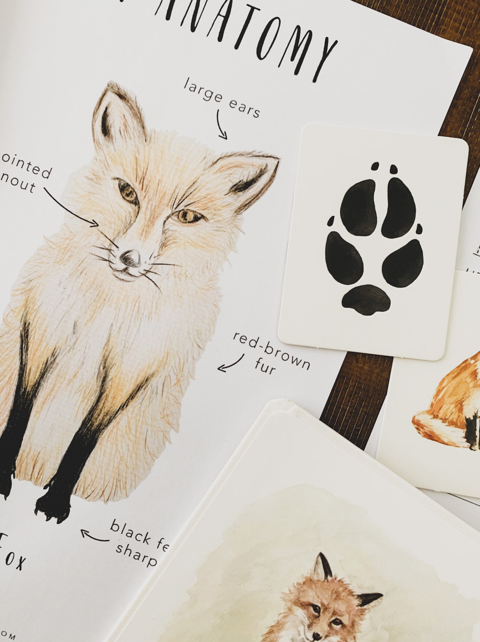 Fox Anatomy Homeschool Printables Homeschool Resources - Etsy